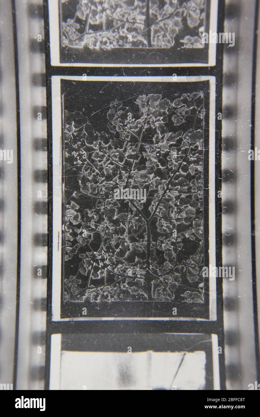 Fine 70s vintage extreme high contrast contact print photography of a ...