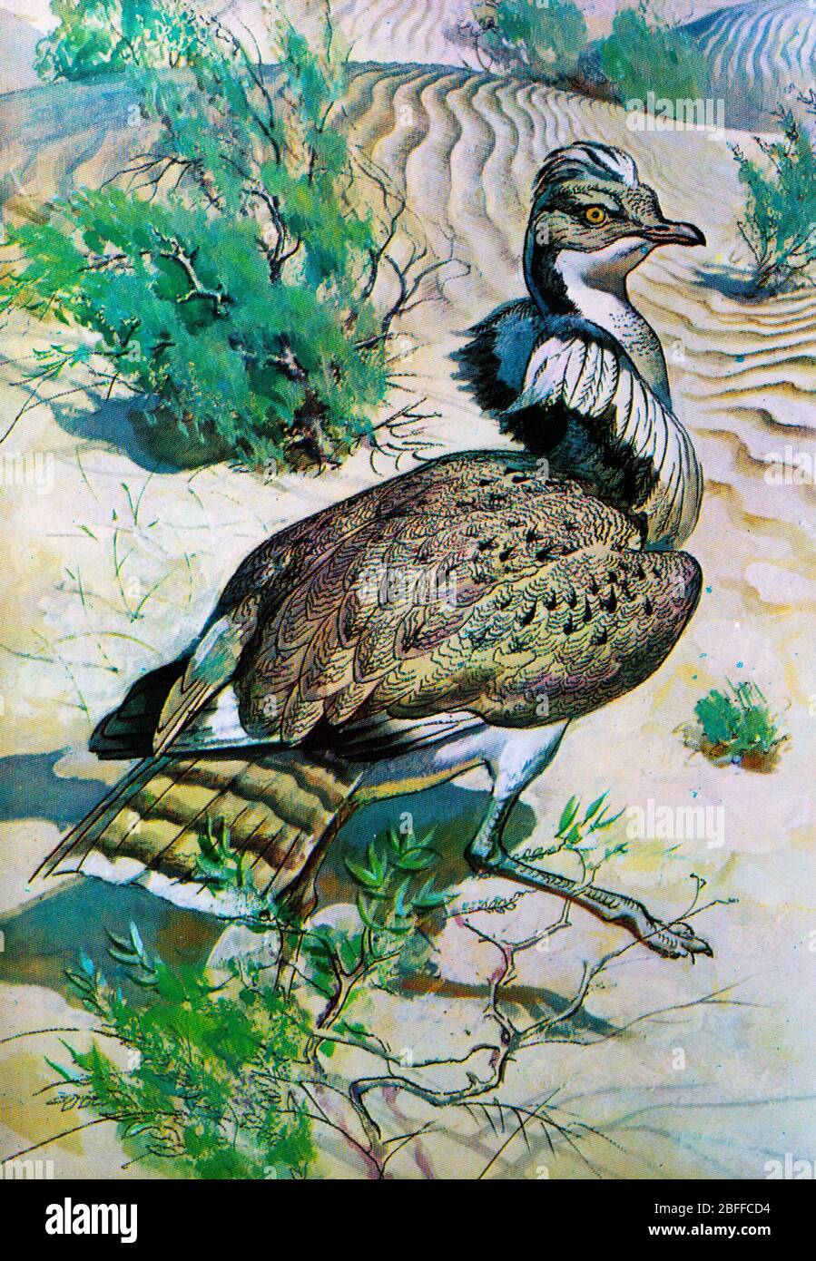 Houbara bustard, Chlamydotis undulata, African houbara Stock Photo - Alamy