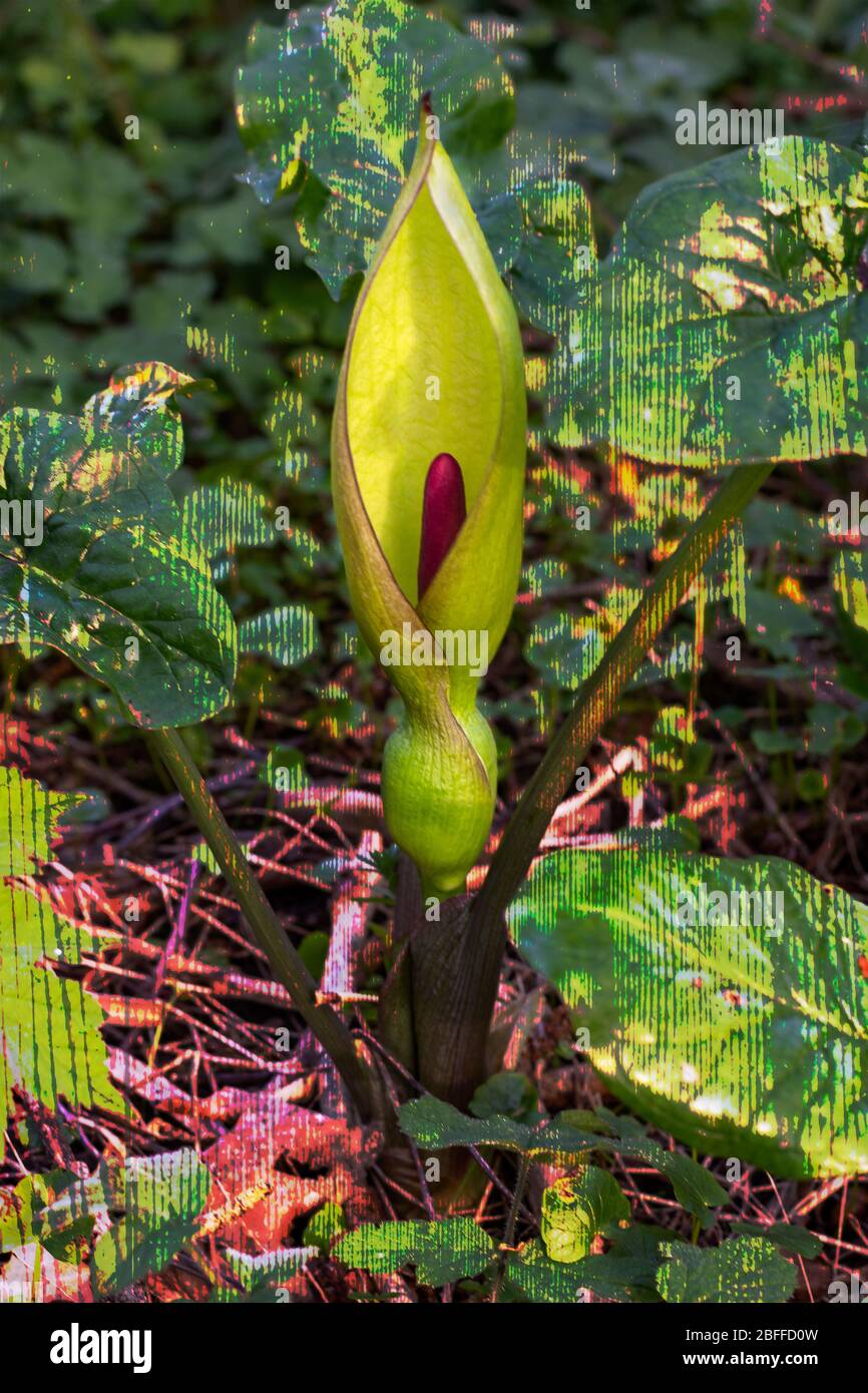 Arrow shaped leaves hi-res stock photography and images - Alamy