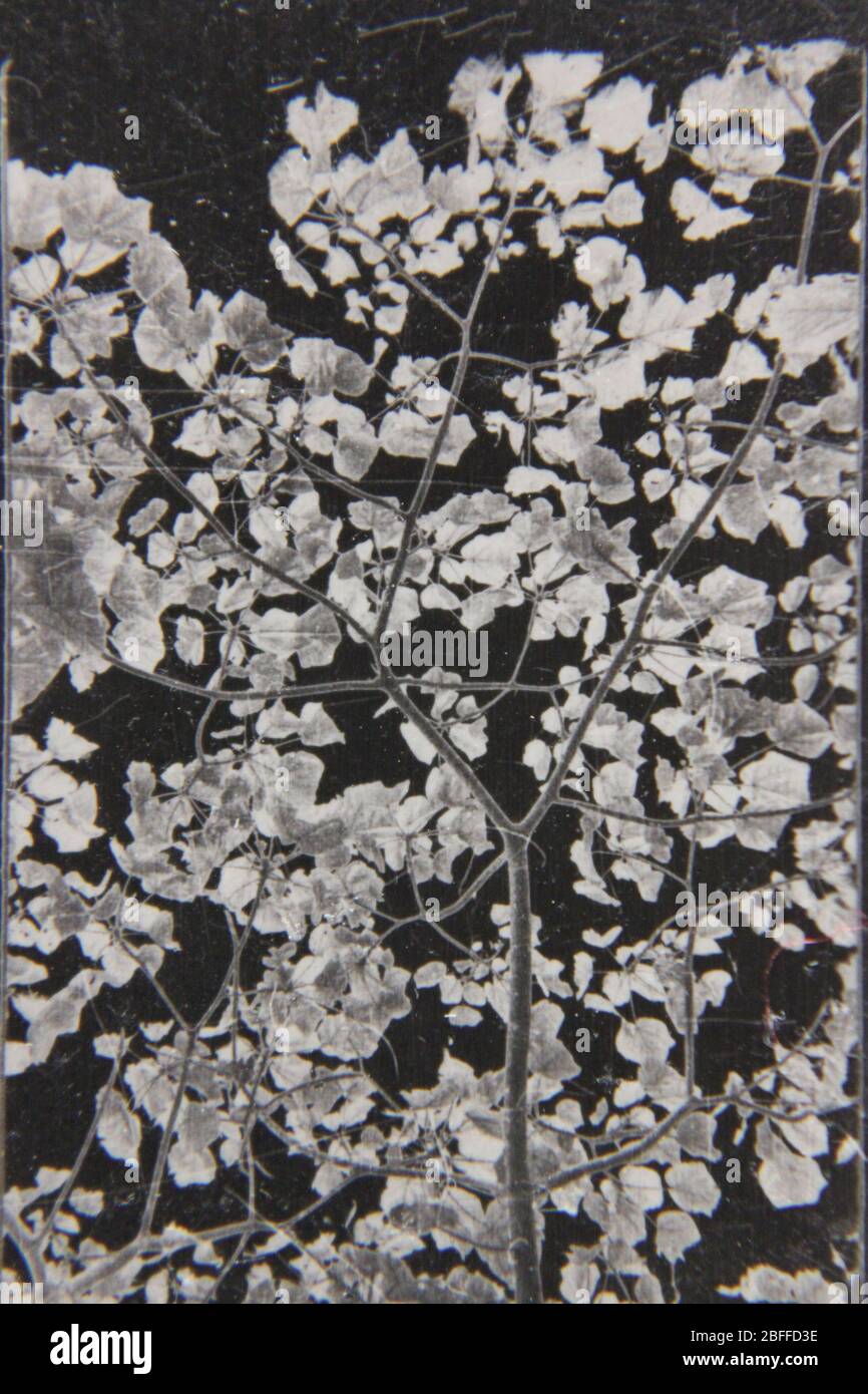 Fine 70s vintage black and white extreme photography of leaves rustling ...