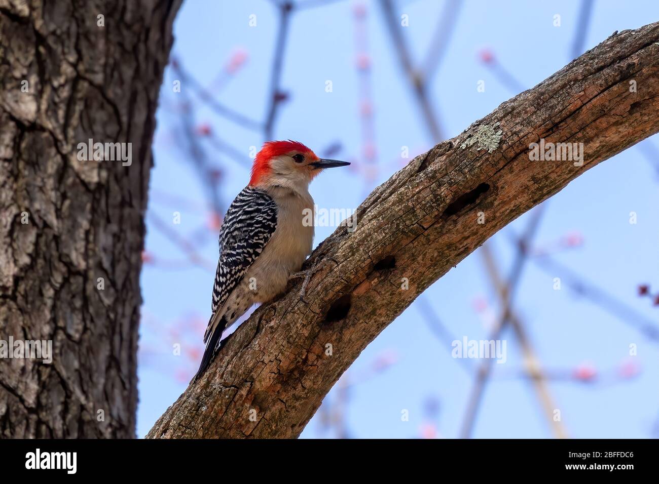 The red-bellied woodpecker - male. Medium sized American woodpecker ...