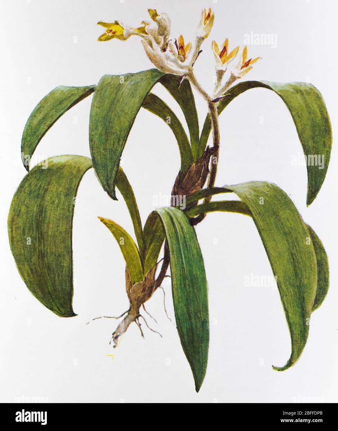 Eria, orchid flower, Soviet postcard illustration, 1988 Stock Photo - Alamy