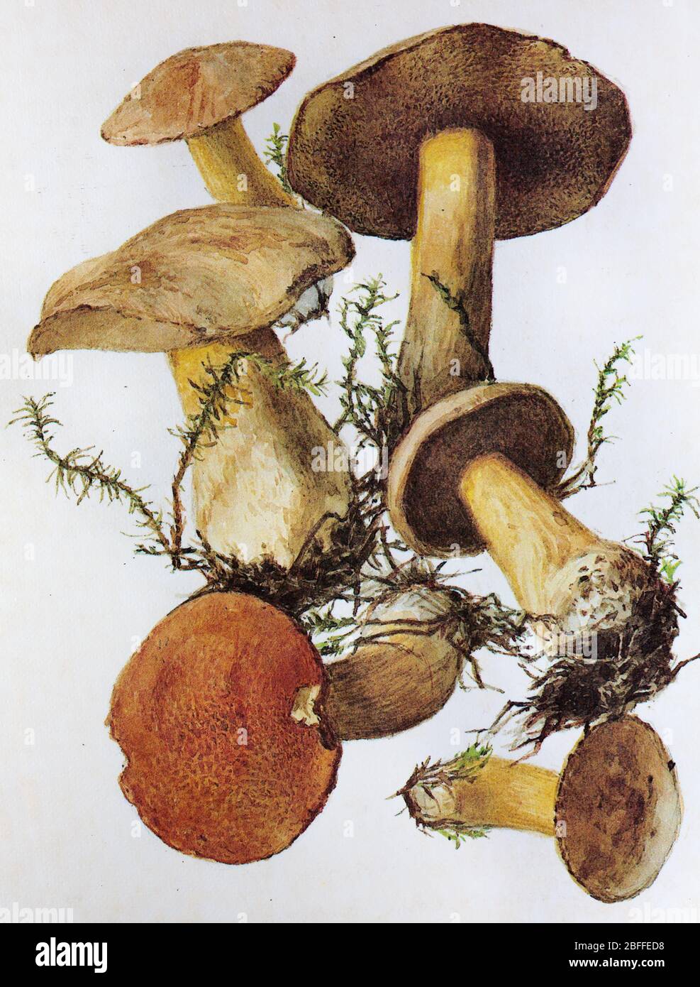 Xerocomus subtomentosus mushroom Stock Photo - Alamy