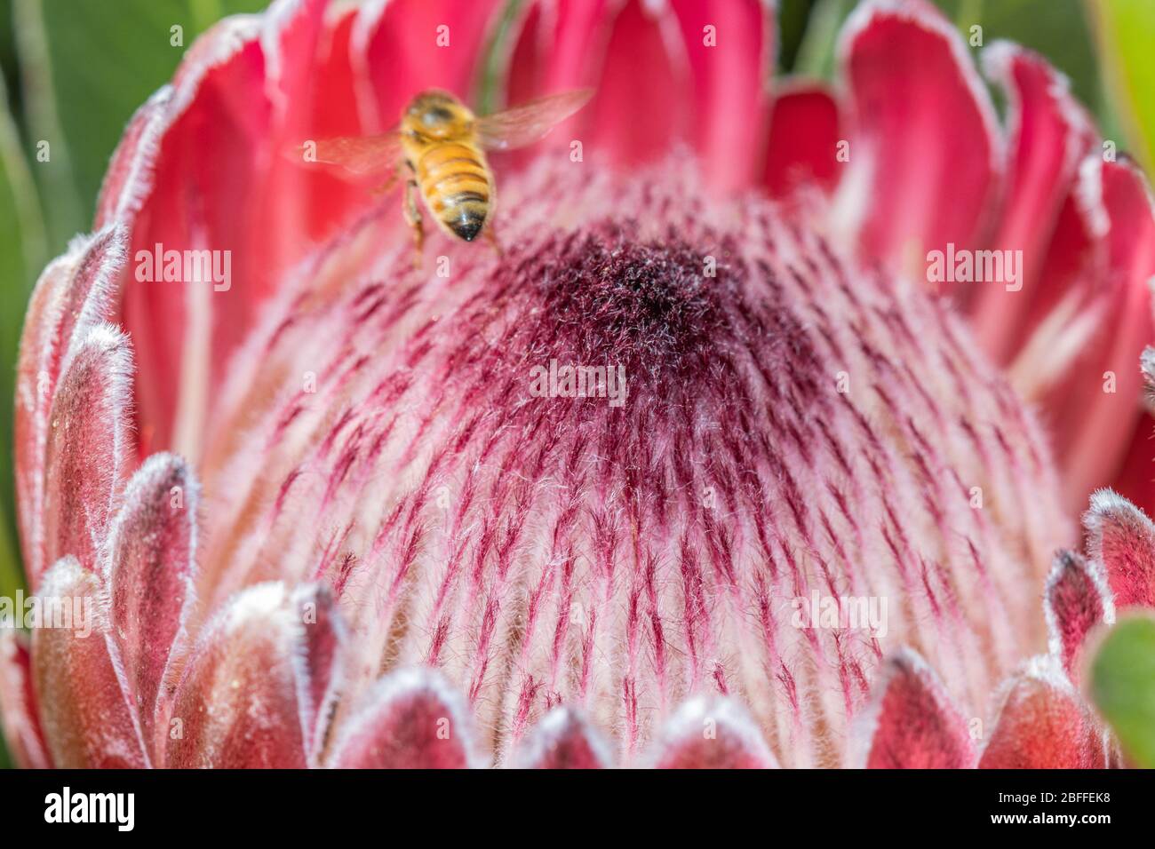 Proteaceae Family High Resolution Stock Photography and Images - Alamy