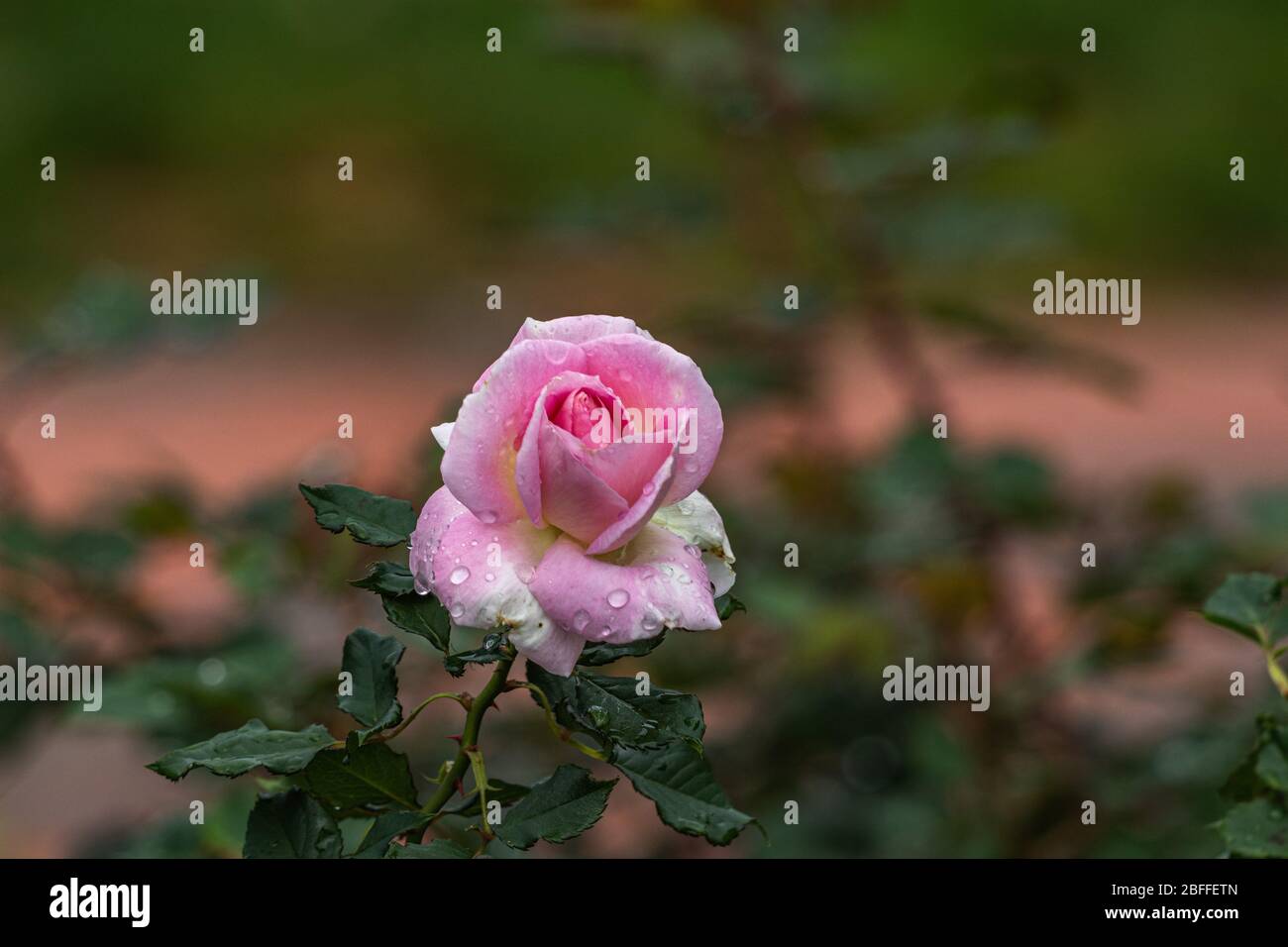 Pink Rosebud in garden Stock Photo - Alamy