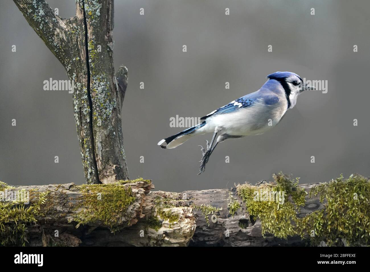 Grey jay nesting hi-res stock photography and images - Alamy