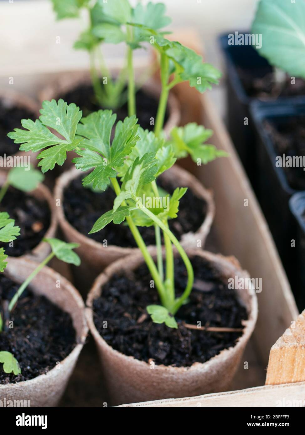 Celeriac seedlings biodegradable peat planting pots Stock Photo - Alamy