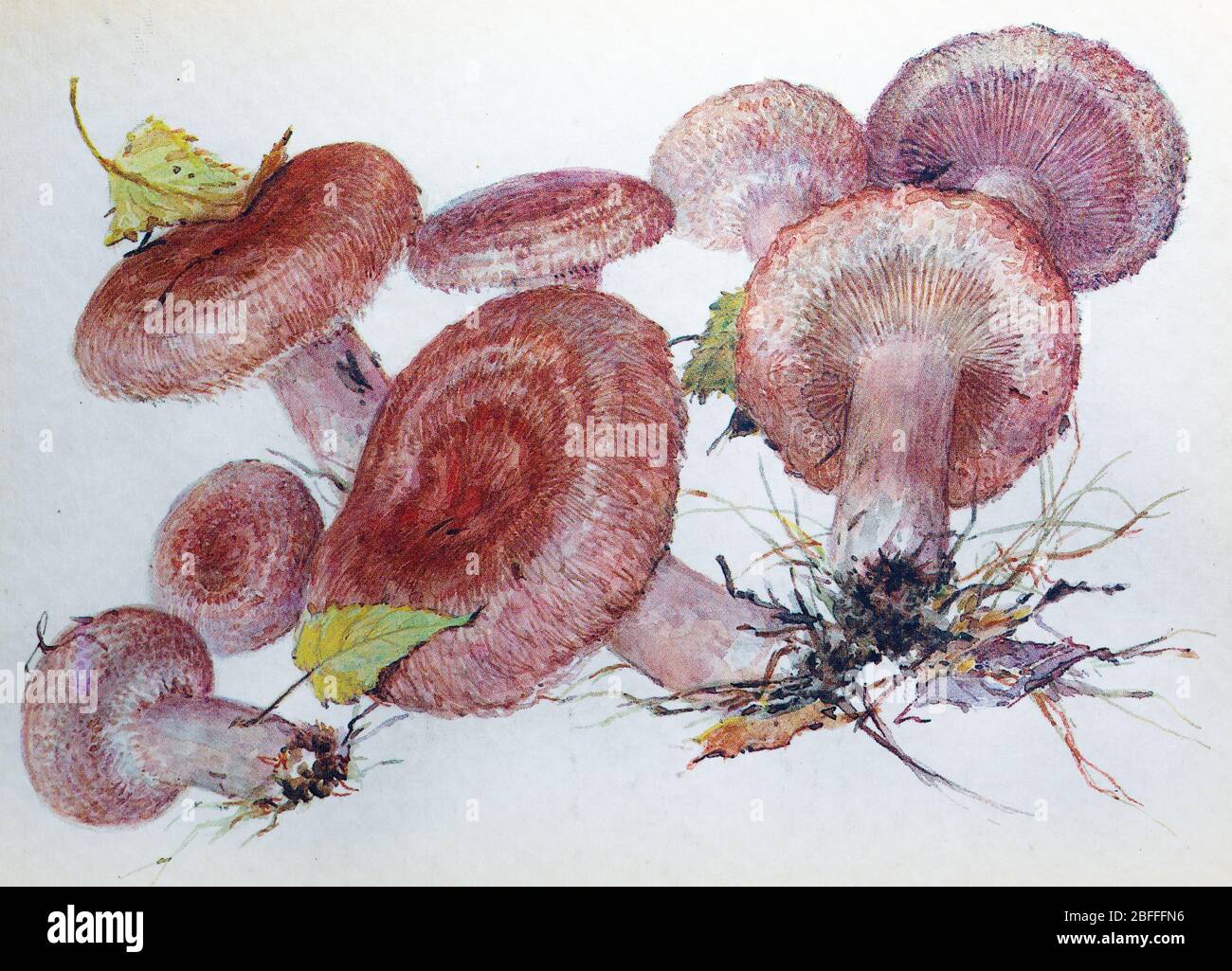 Lactarius torminosus, woolly milkcap, bearded milkcap mushroom Stock ...