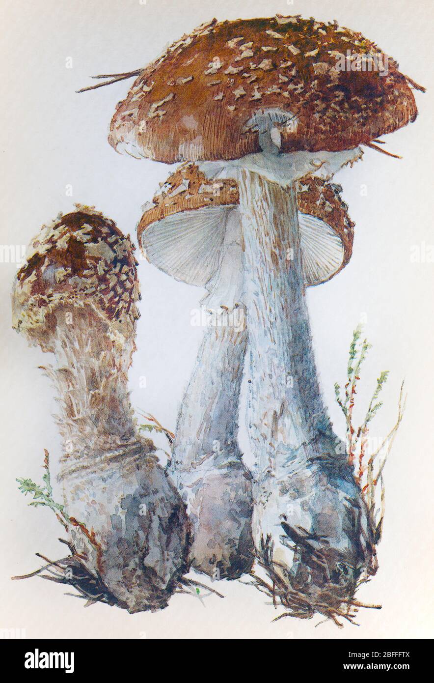 Amanita pantherina, panther cap, false blusher mushroom Stock Photo - Alamy