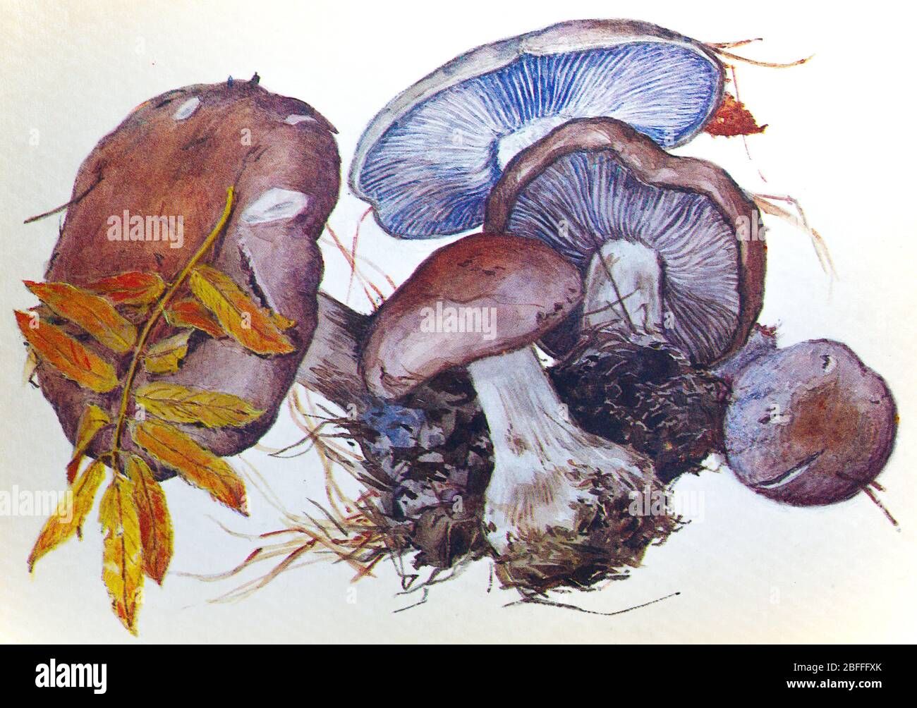 Clitocybe nuda, Lepista nuda, wood blewit mushroom Stock Photo - Alamy