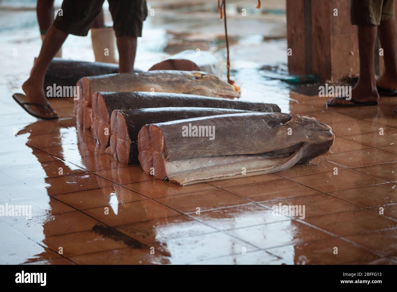 Fish market. Fish on the ground. A series of large sectioned fish ...