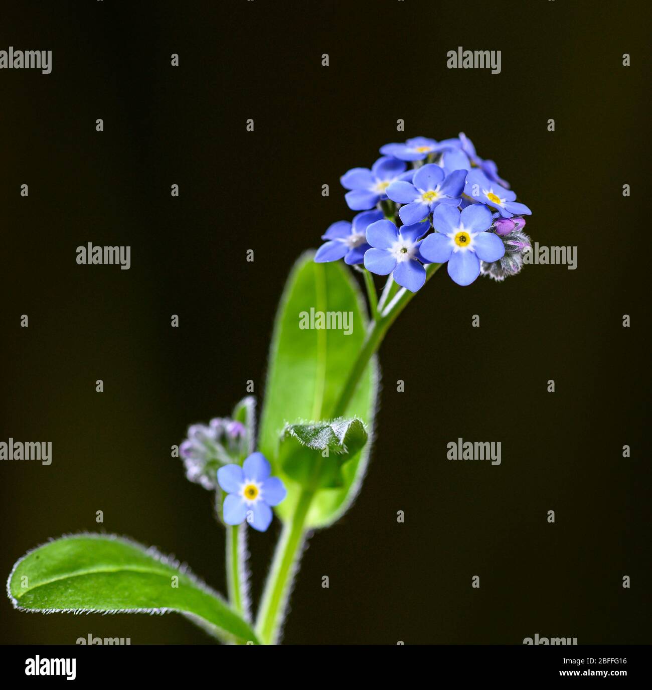 Blue Forget-me-not spring flowers Stock Photo - Alamy