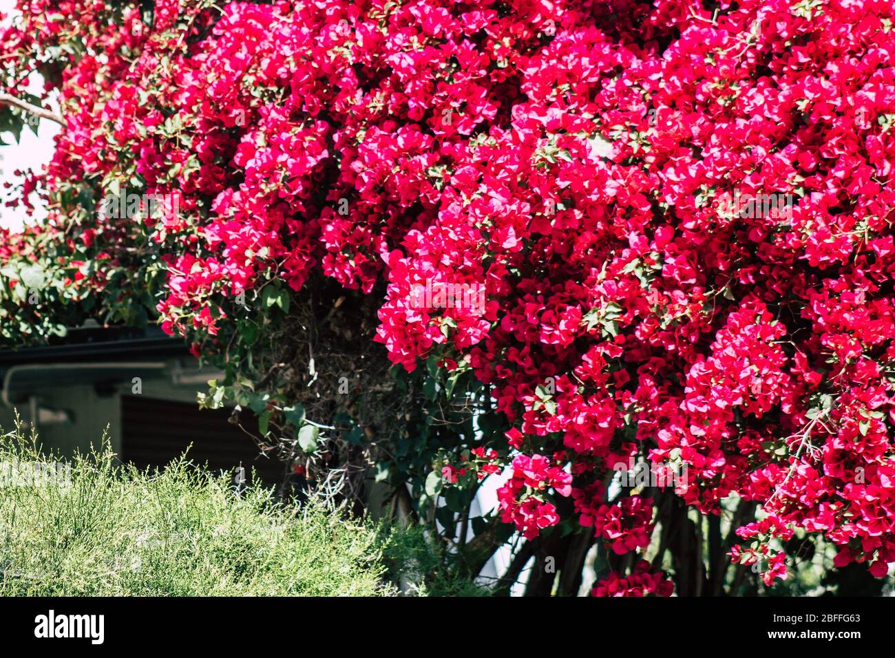 Limassol Cyprus April 18, 2020 Closeup of colorful flowers from a ...
