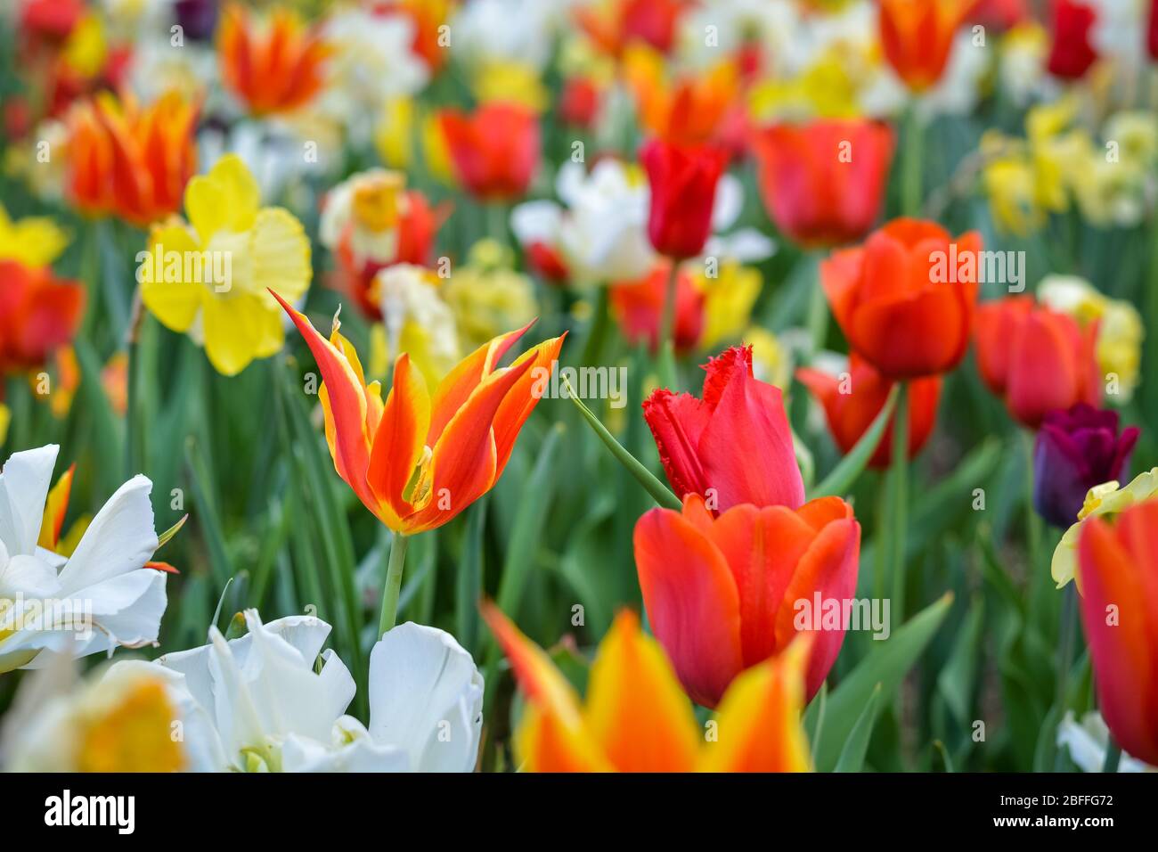 An orange tulip in a field of different spring flowers with beautiful ...