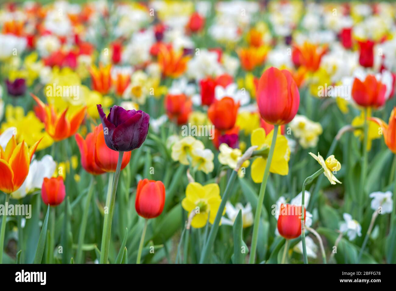 A field of different spring flowers with beautiful colours Stock Photo ...
