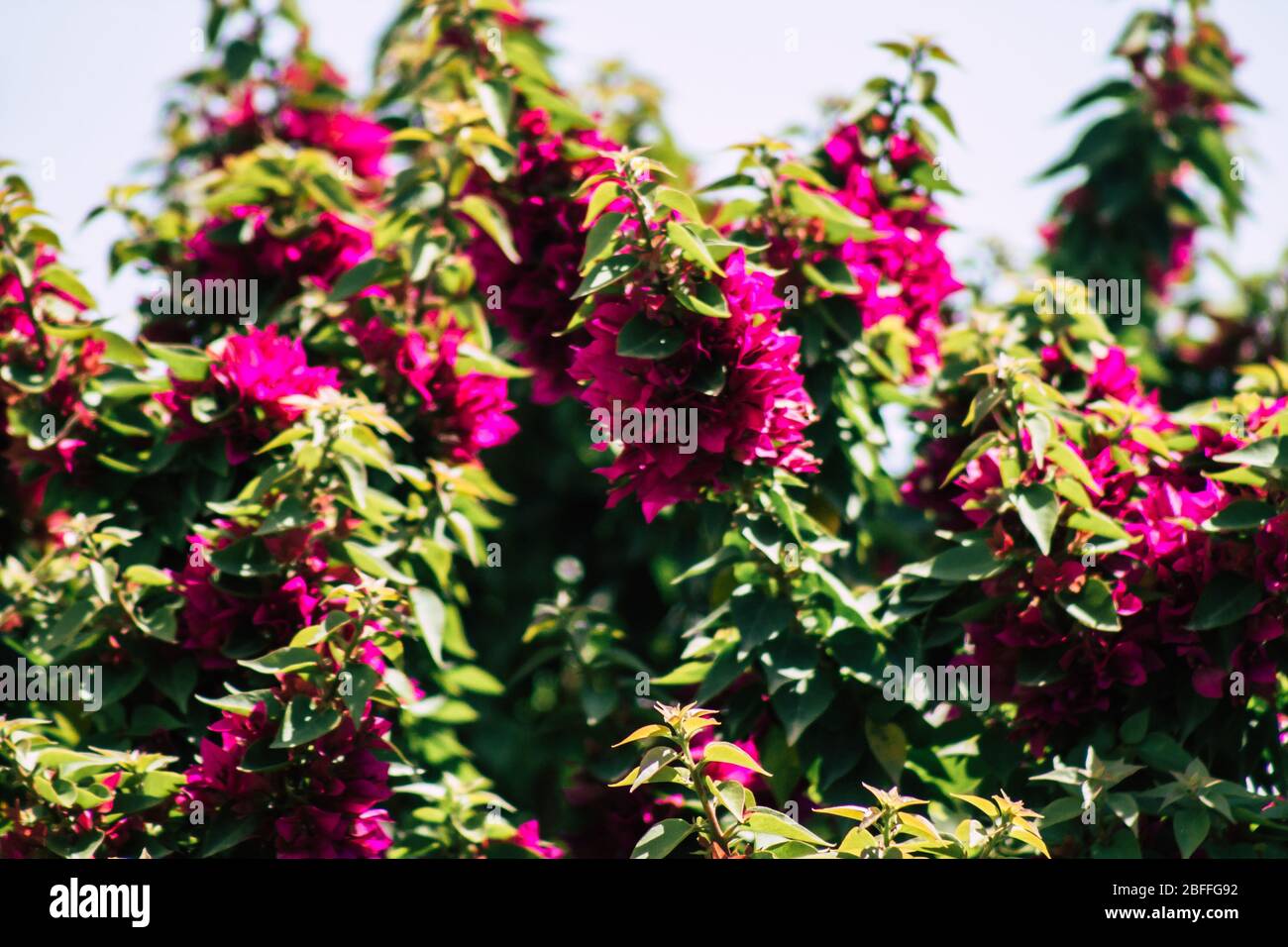 Limassol Cyprus April 18, 2020 Closeup of colorful flowers from a ...