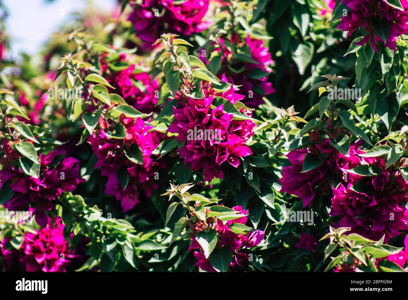 Limassol Cyprus April 18, 2020 Closeup of colorful flowers from a ...
