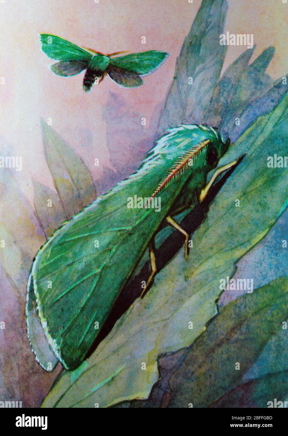 Isochlora maxima hi-res stock photography and images - Alamy
