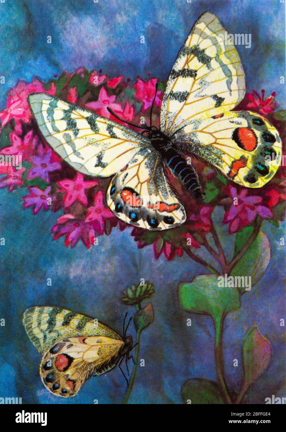 Regal apollo hi-res stock photography and images - Alamy