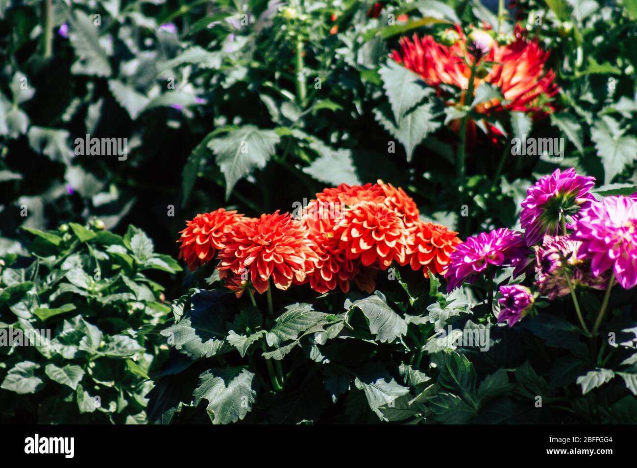 Limassol Cyprus April 18, 2020 Closeup of colorful flowers from a ...
