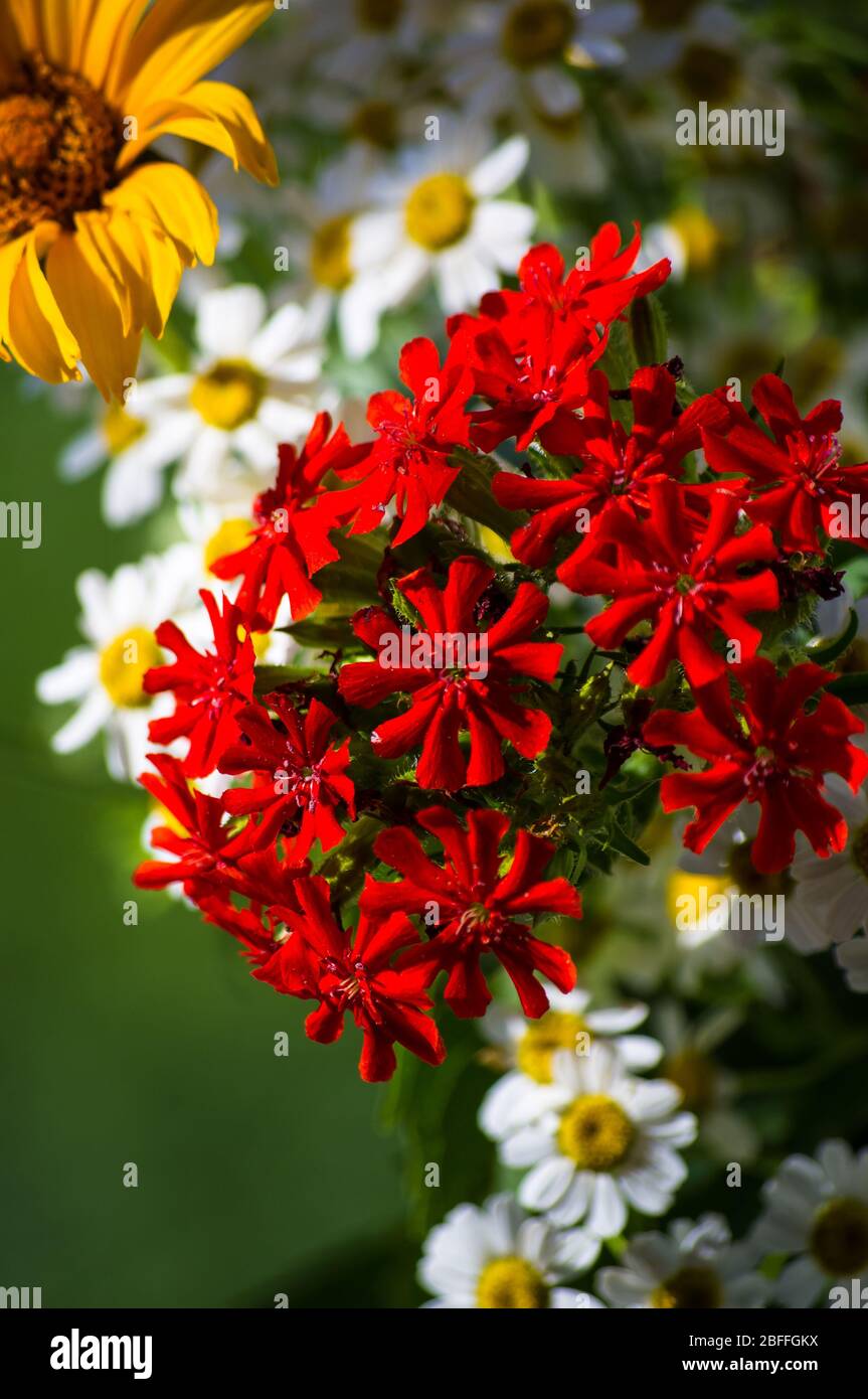 a bouquet of bright spring flowers of various types Stock Photo - Alamy
