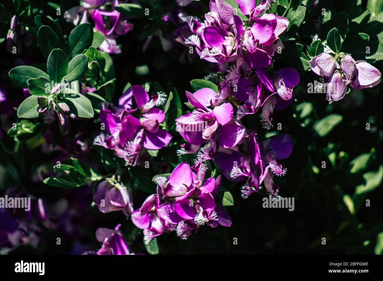 Limassol Cyprus April 18, 2020 Closeup of colorful flowers from a ...