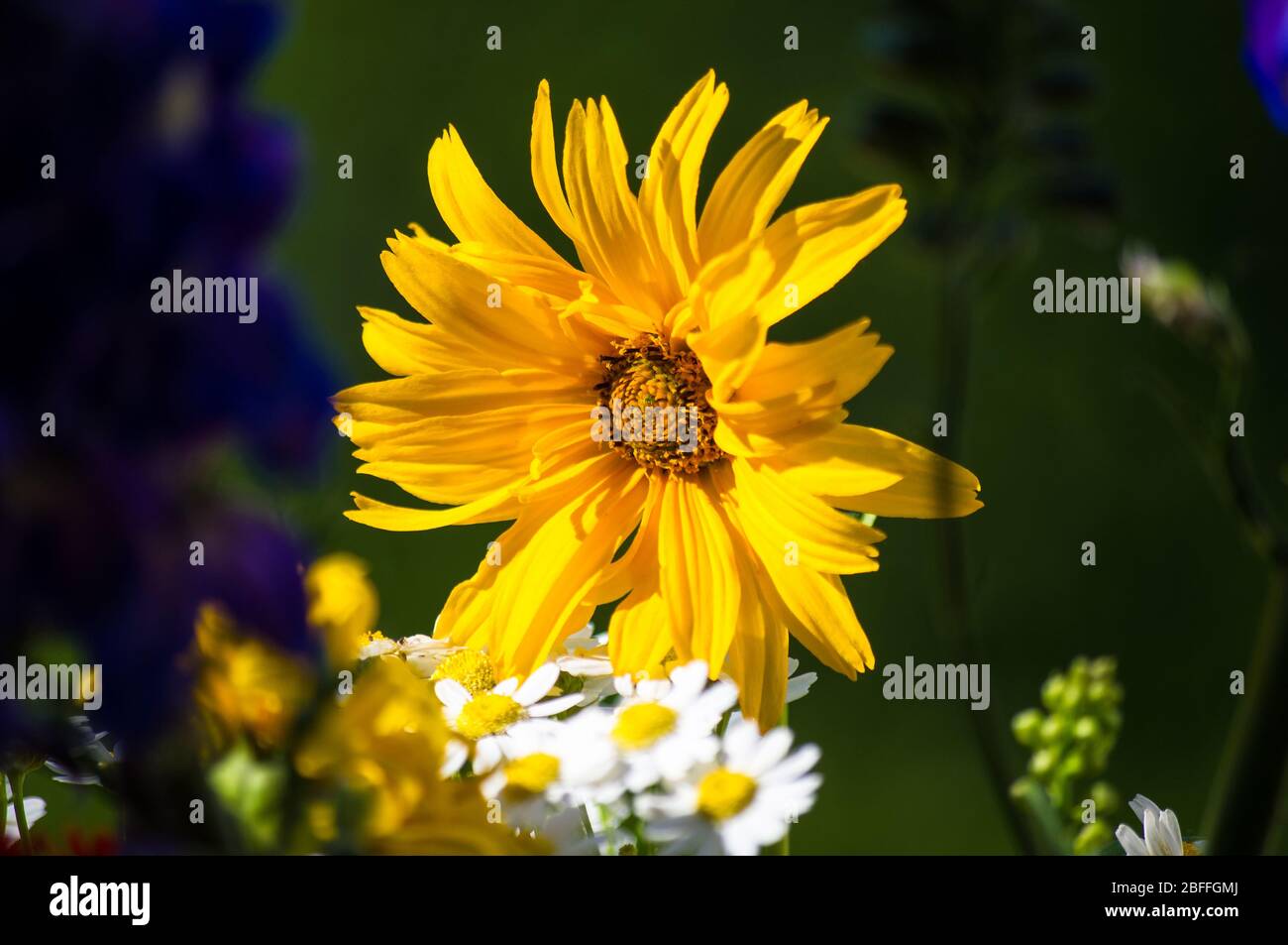 a bouquet of bright spring flowers of various types Stock Photo - Alamy