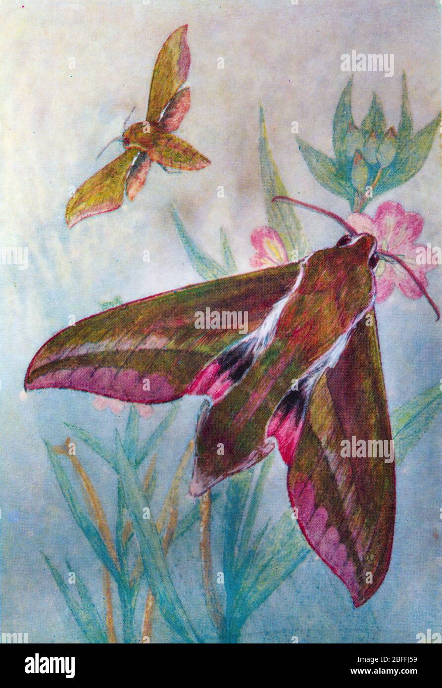 Deilephila elpenor, elephant hawk moth, large elephant hawk moth Stock ...