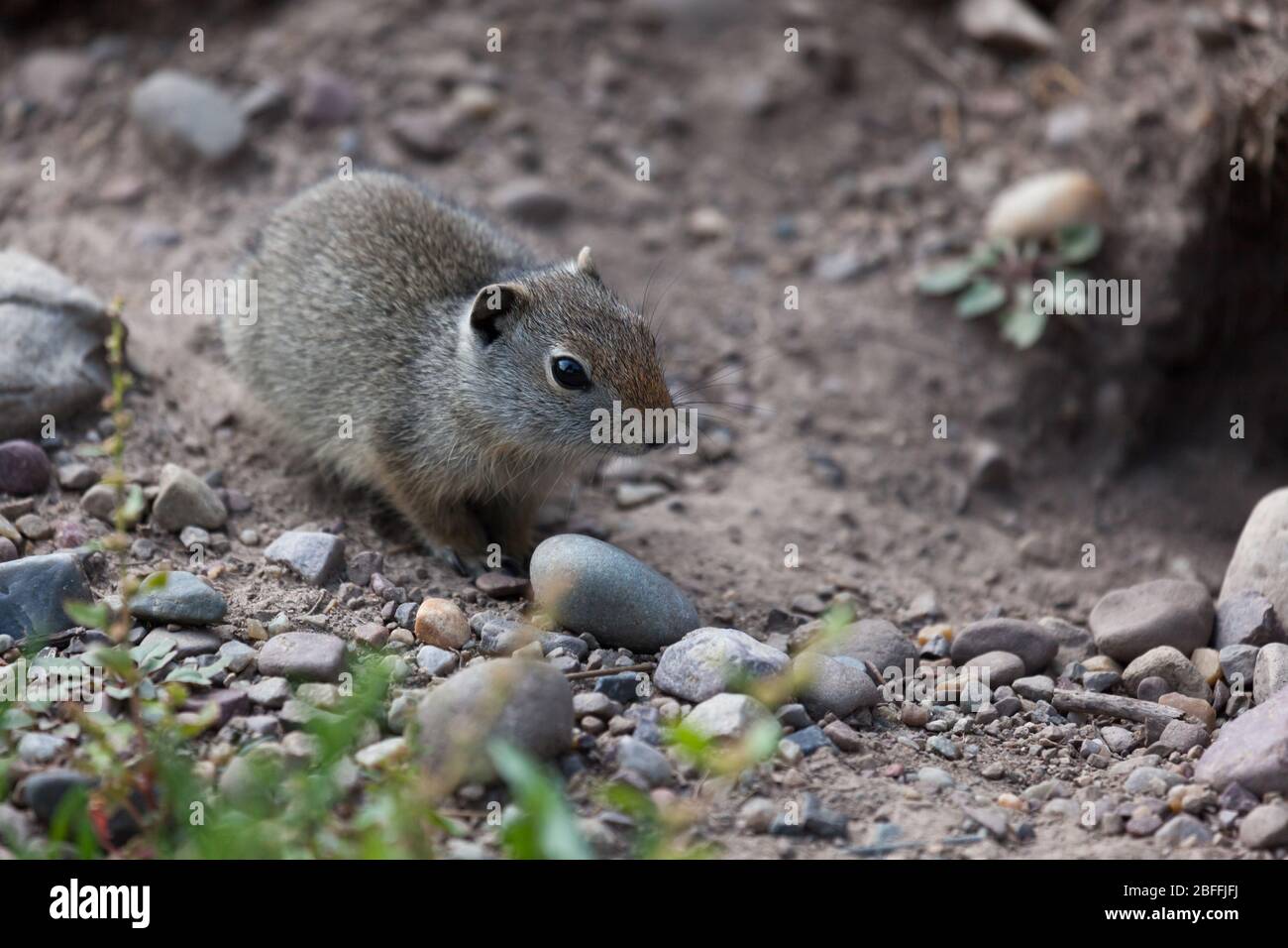 A small grey ground squirrel standing by its hole on the dirt and ...