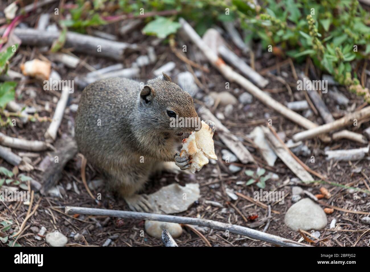 Grey ground squirrel hi-res stock photography and images - Alamy