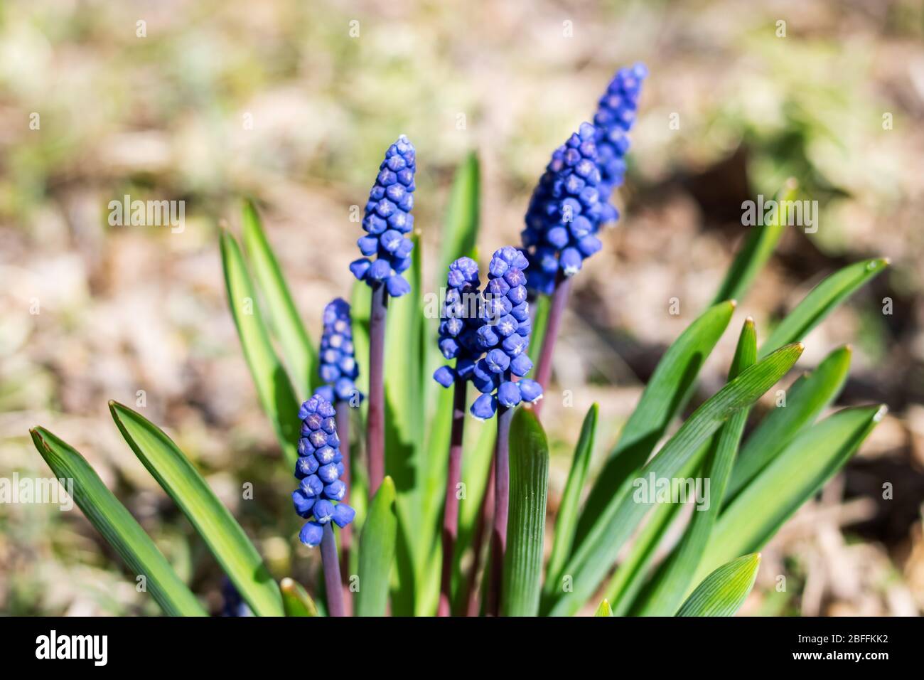 Blue flower Viper Bow in a flowerbed with green leaves close up Stock ...