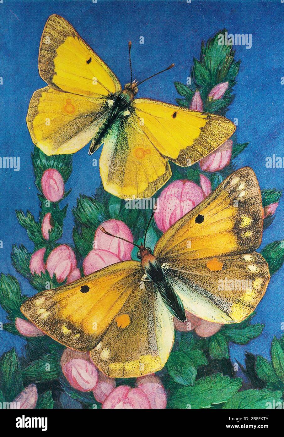 Colias thisoa butterfly Stock Photo - Alamy