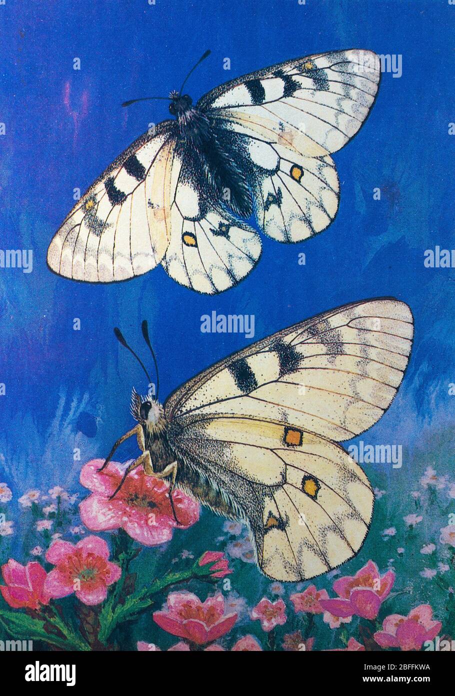 Parnassius ariadne butterfly Stock Photo - Alamy