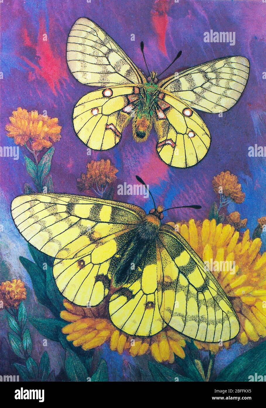 Parnassius eversmanni, Eversmann's parnassian butterfly Stock Photo - Alamy