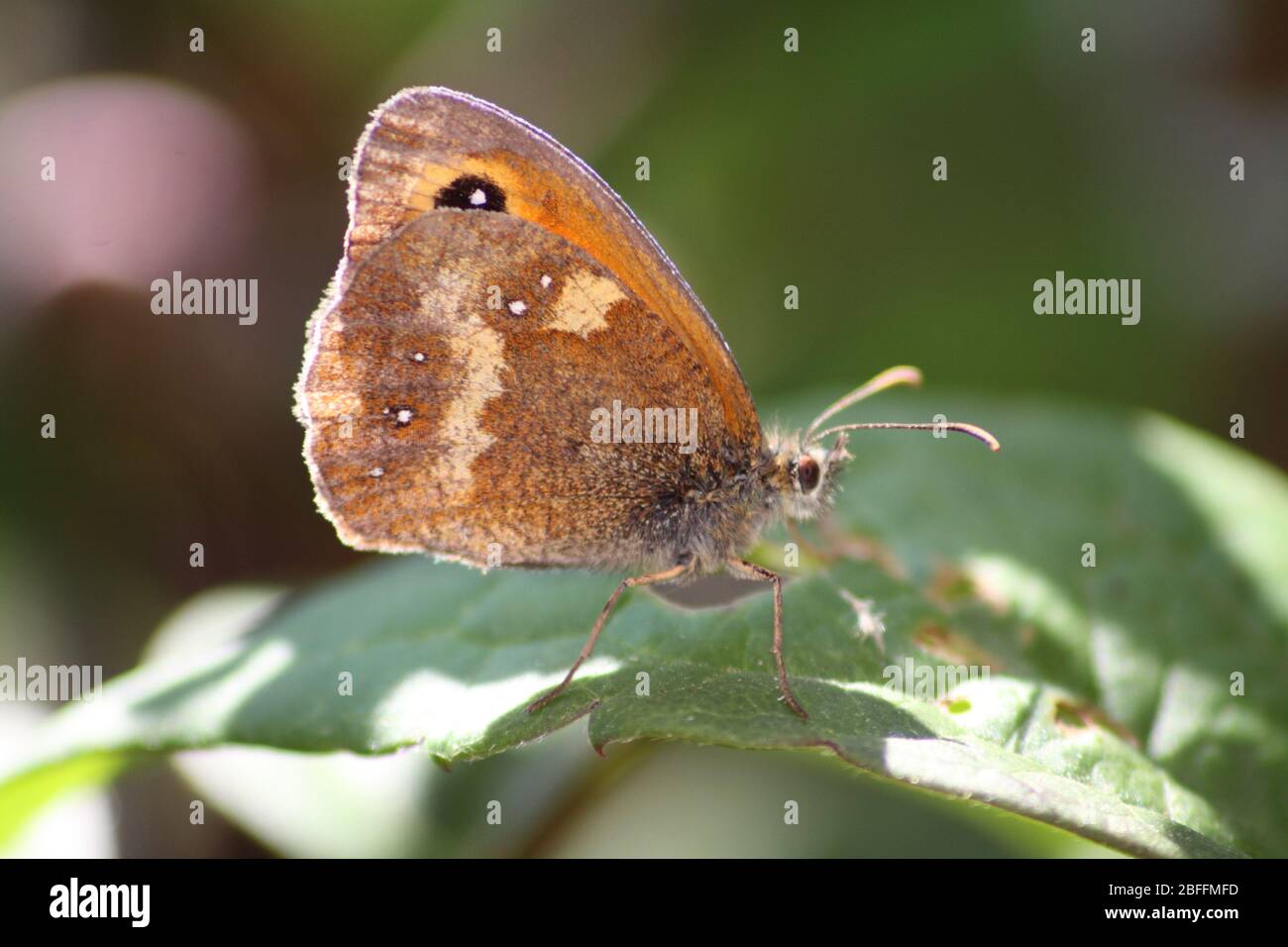 Ringlet (aphantopus hyperantus) Butterfly Stock Photo - Alamy