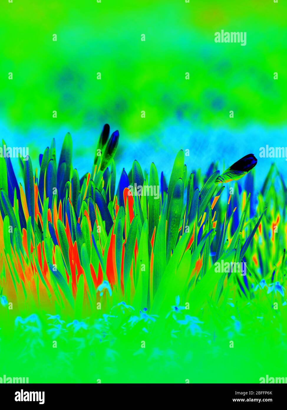 Infrared image of a spring flowers blossoms in flower bed . Infra or ...