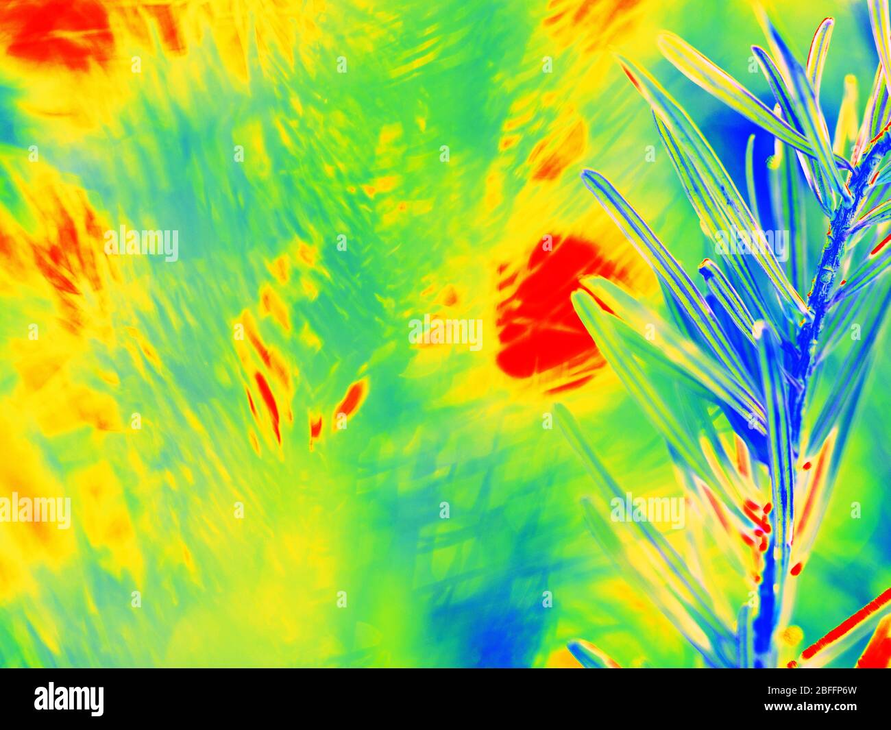Twig in firing forest scaned by thermal camera. Temperature radiation ...