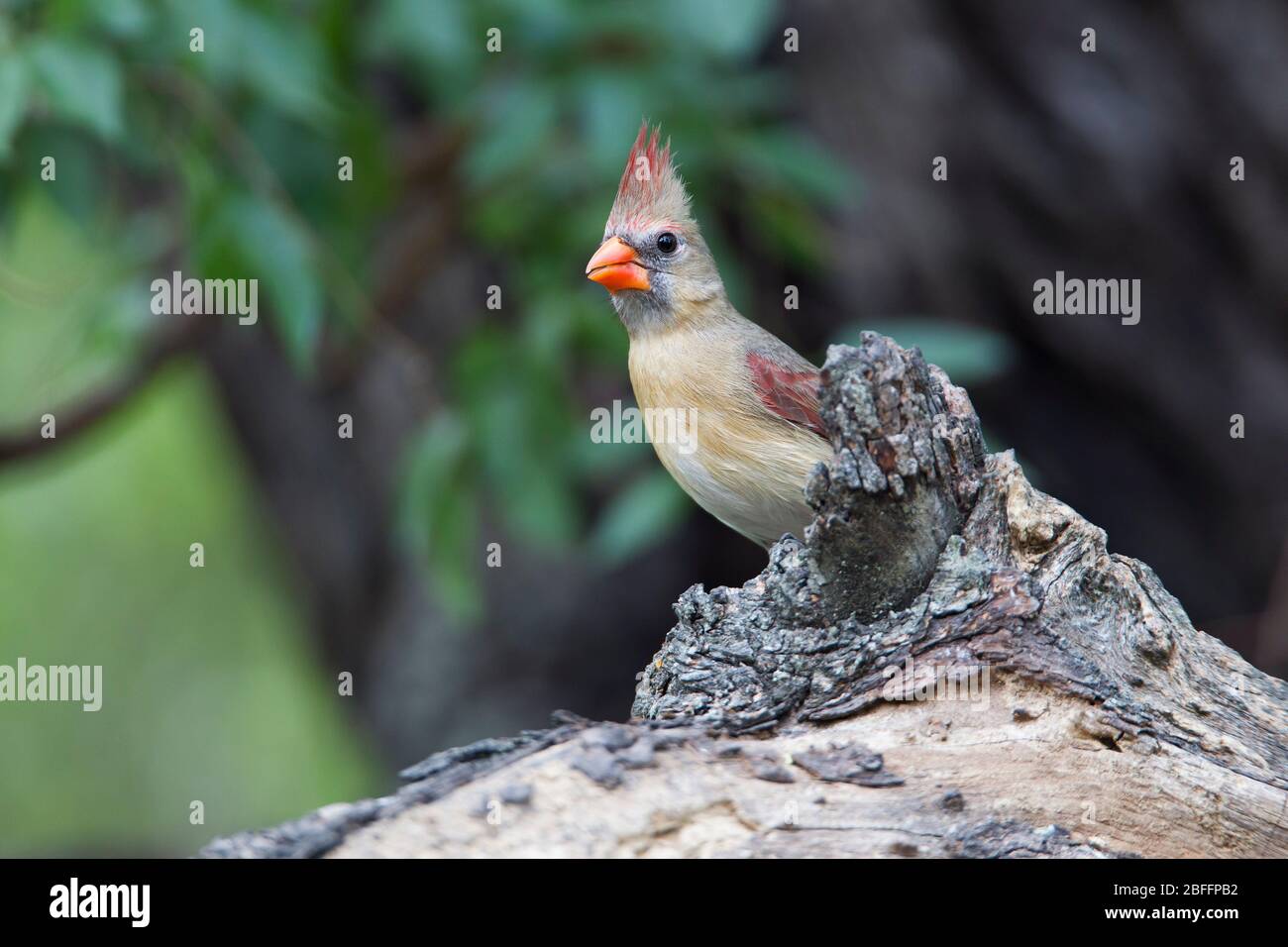 Female Northern Cardinal, Cardinalis Cardinalis, in a wood, Texas Stock ...