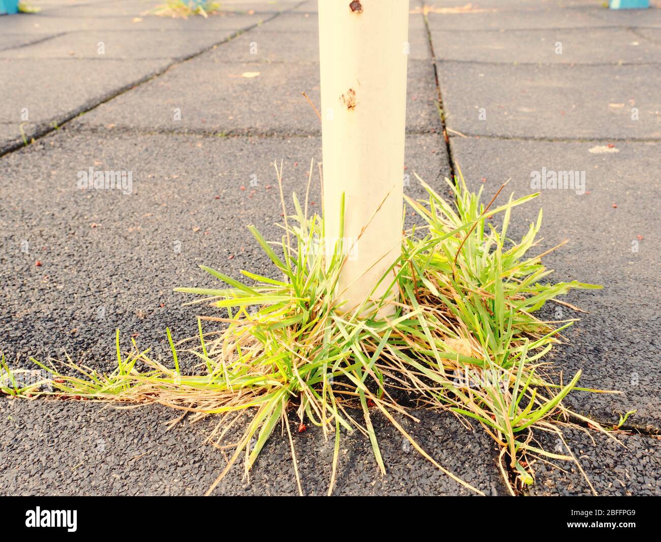 Detail of kid's climbing frame on playground with grass stalks Stock ...