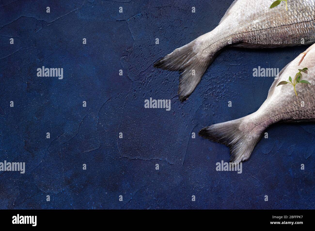 Fish concept. Two dorado fish tail fins on trendy blue background Stock ...