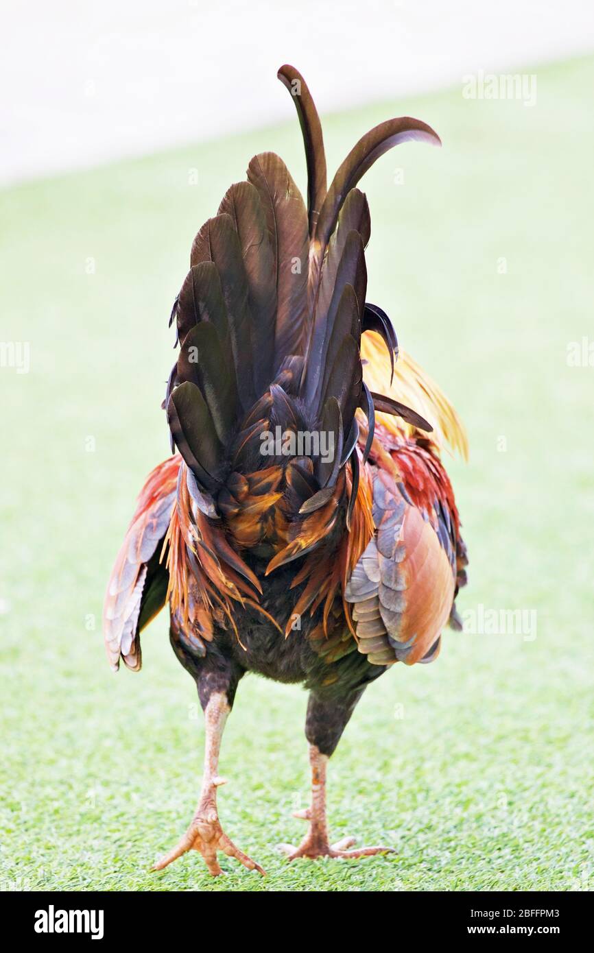 rooster running around Stock Photo - Alamy