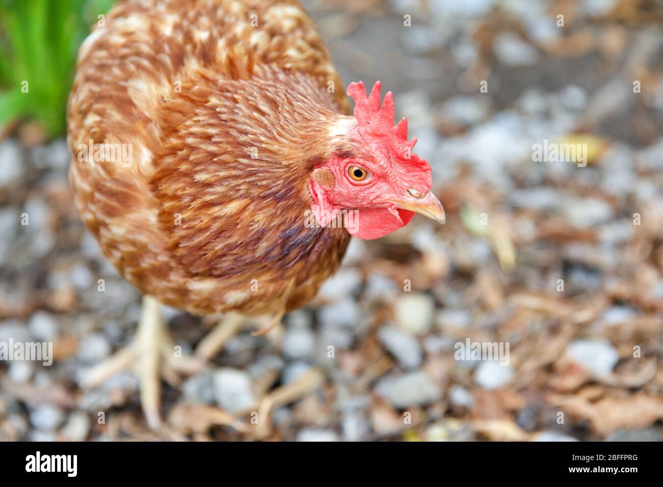 Baby Chicks Running Around