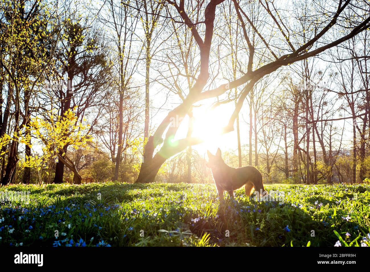 Dog Sunrise High Resolution Stock Photography and Images - Alamy
