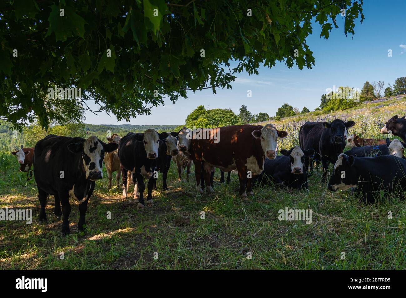 Hill cattle hi-res stock photography and images - Alamy