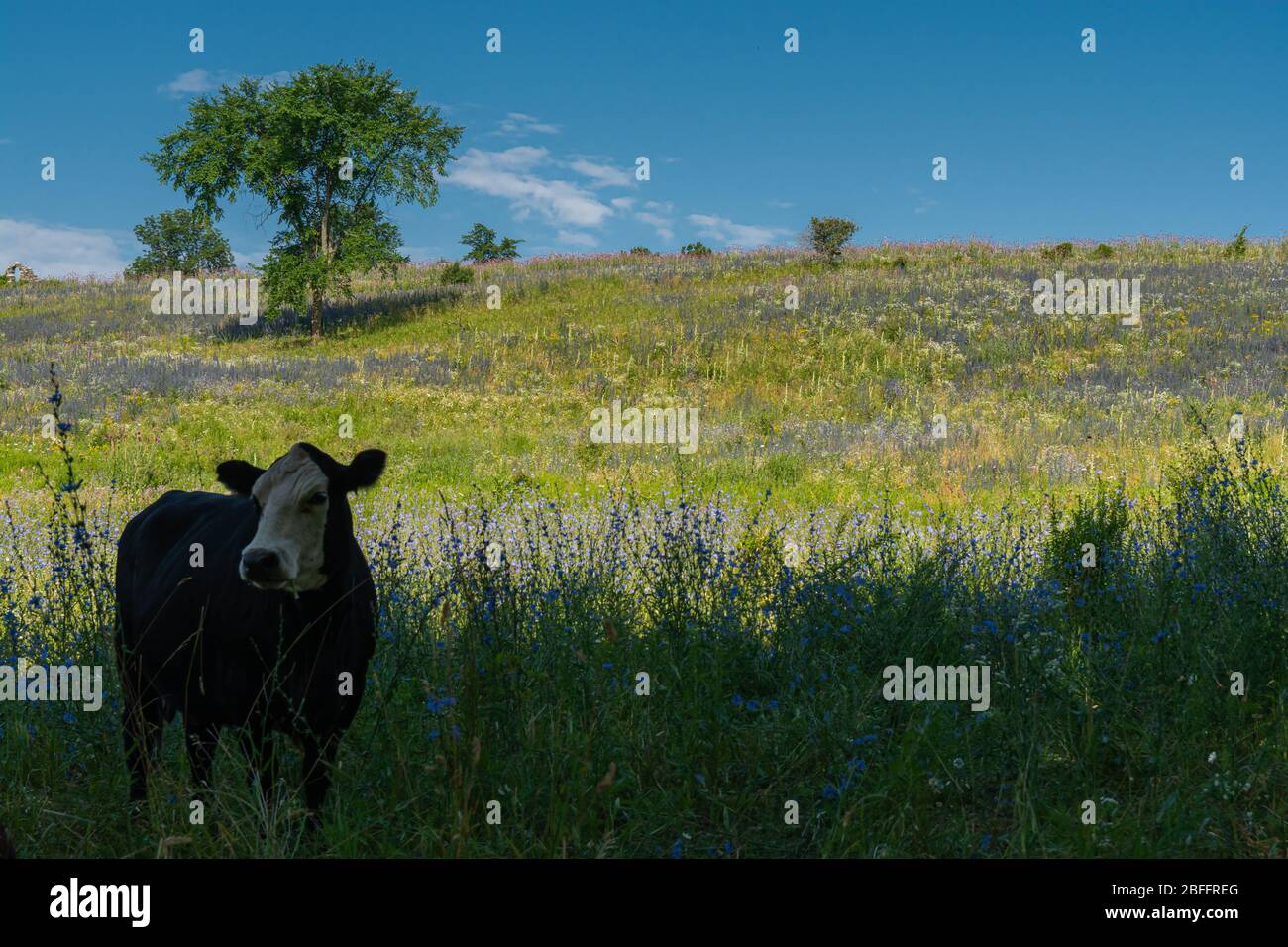 Heard of Cattle on farm hill Stock Photo - Alamy