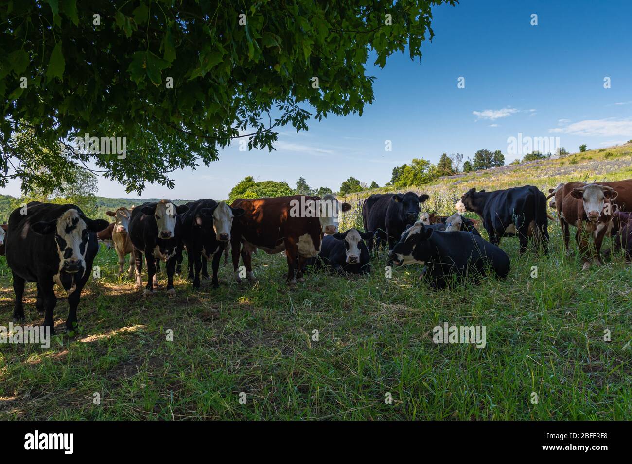 Hill cattle hi-res stock photography and images - Alamy