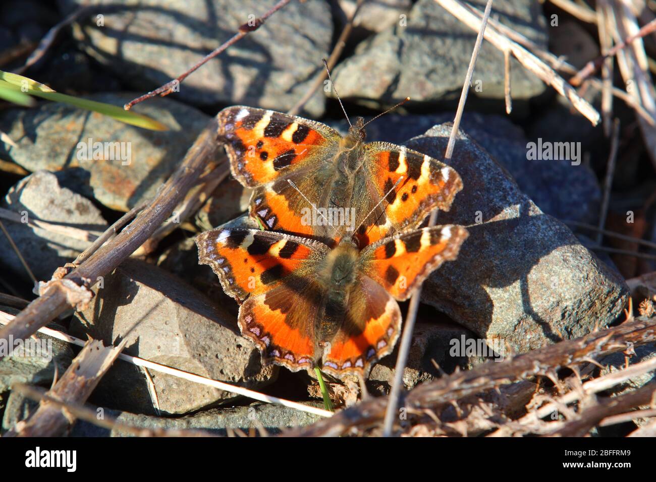Small Tortoiseshell Butterflies (Aglais urticae) mating Stock Photo - Alamy