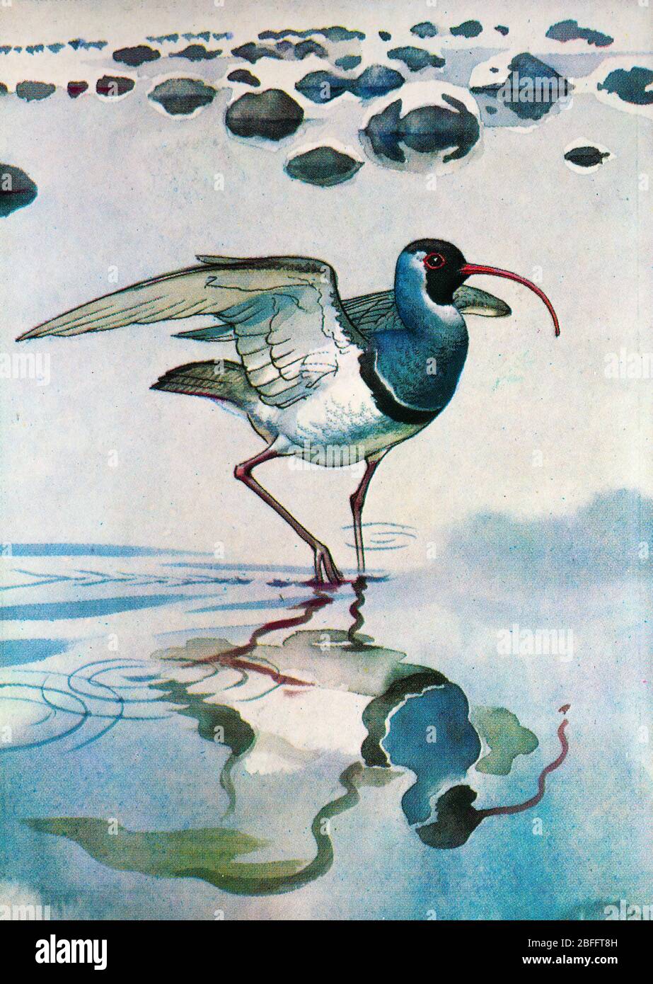 Ibisbill, Ibidorhyncha struthersii Stock Photo - Alamy