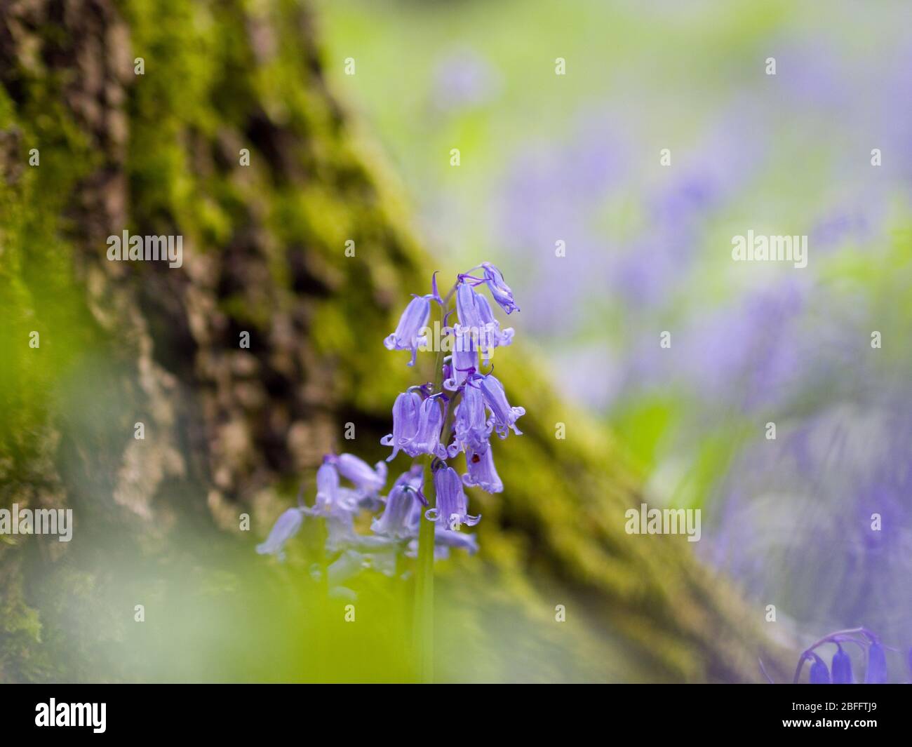 Close up of English bluebells in English woodland at Grangewood Park ...