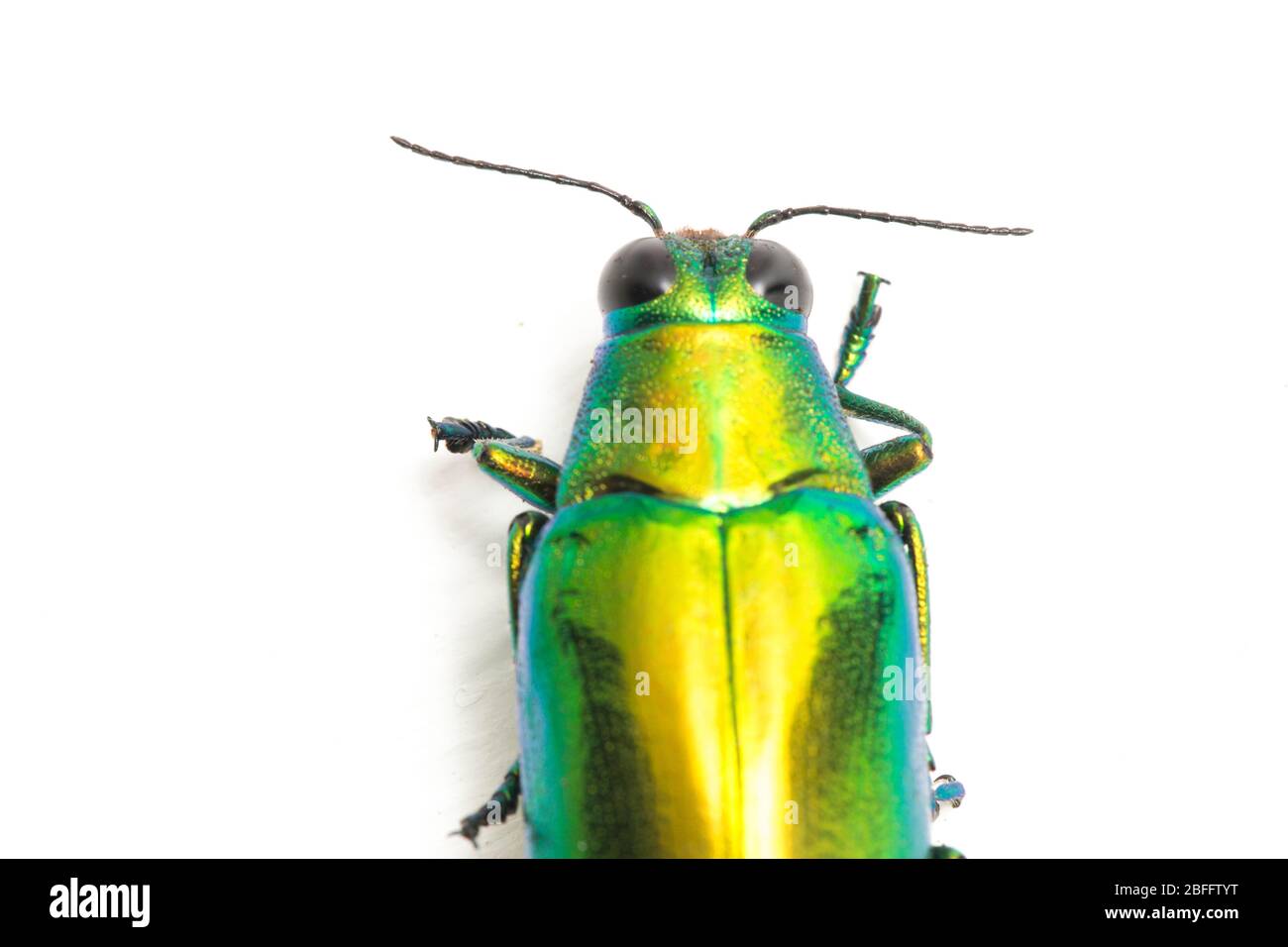Jewel beetle (Chrysochroa fulminans) Isolated on white background Stock ...